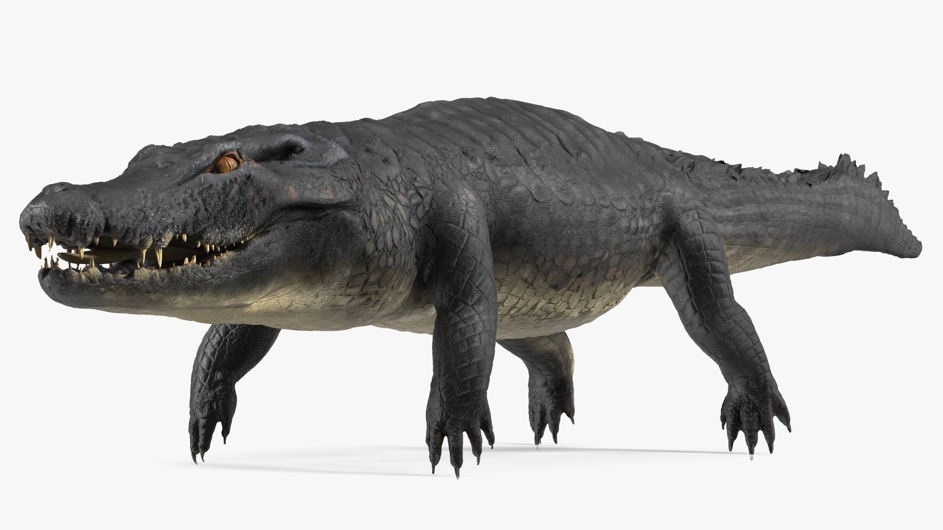 Black Caiman 3D Model - TurboSquid 2203545