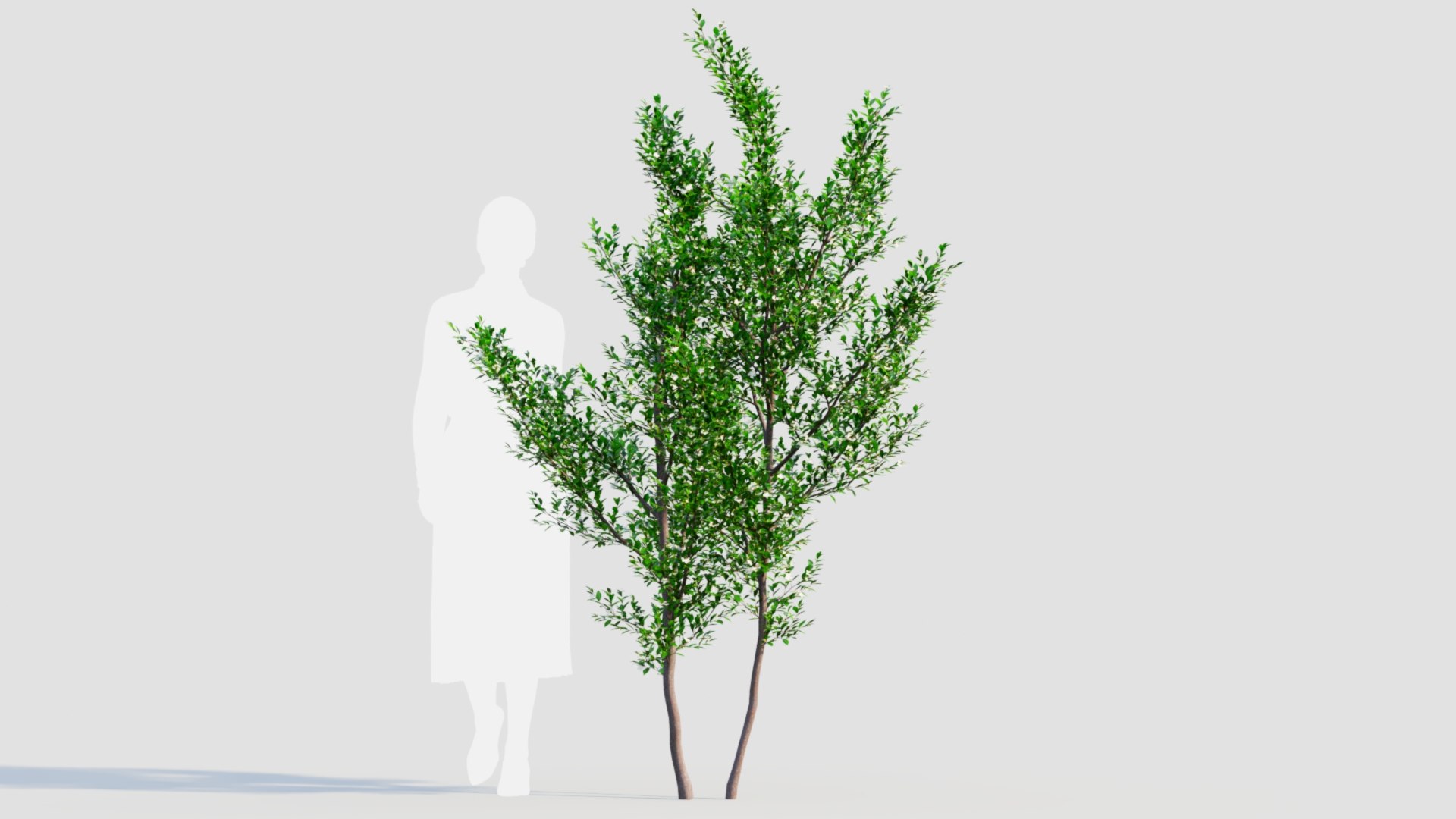 3D Prunus Spinosa B Model - TurboSquid 2236074