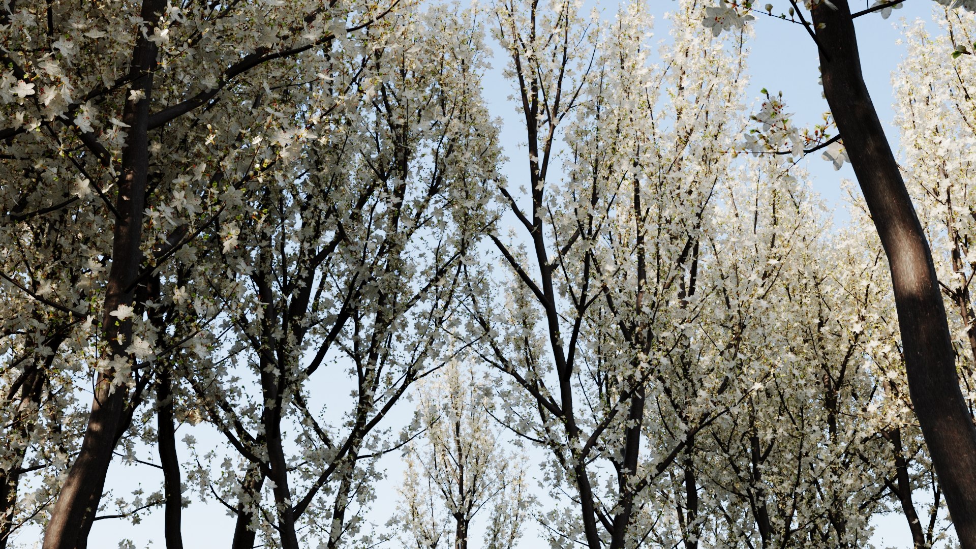 3D Prunus Spinosa B Model - TurboSquid 2236074