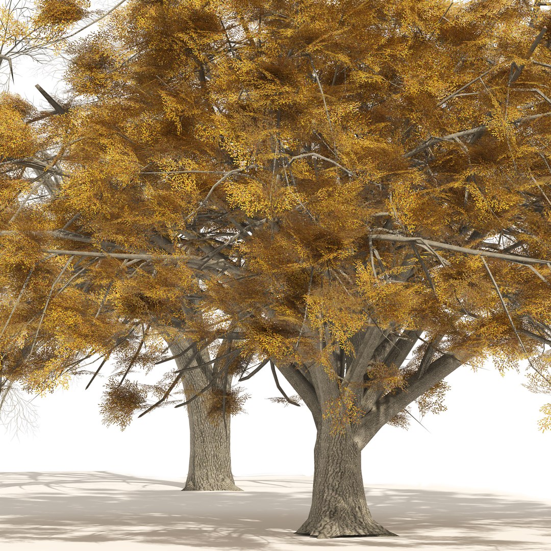 Autumn And Winter American Elm Trees Model - TurboSquid 2005836