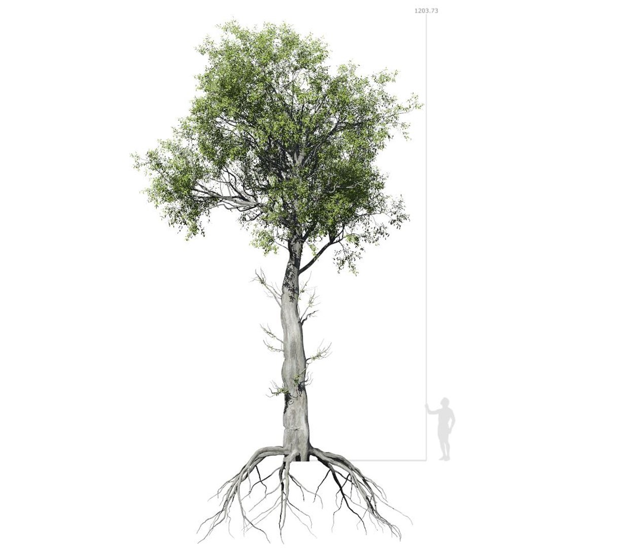 Free Broadleaf Tree 005 3D - TurboSquid 1642912
