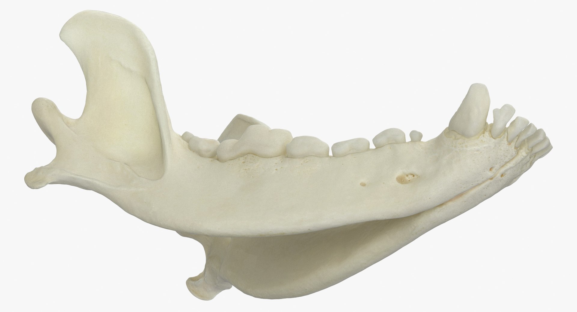 Domestic Dog Jaw 01 Model - TurboSquid 2102549