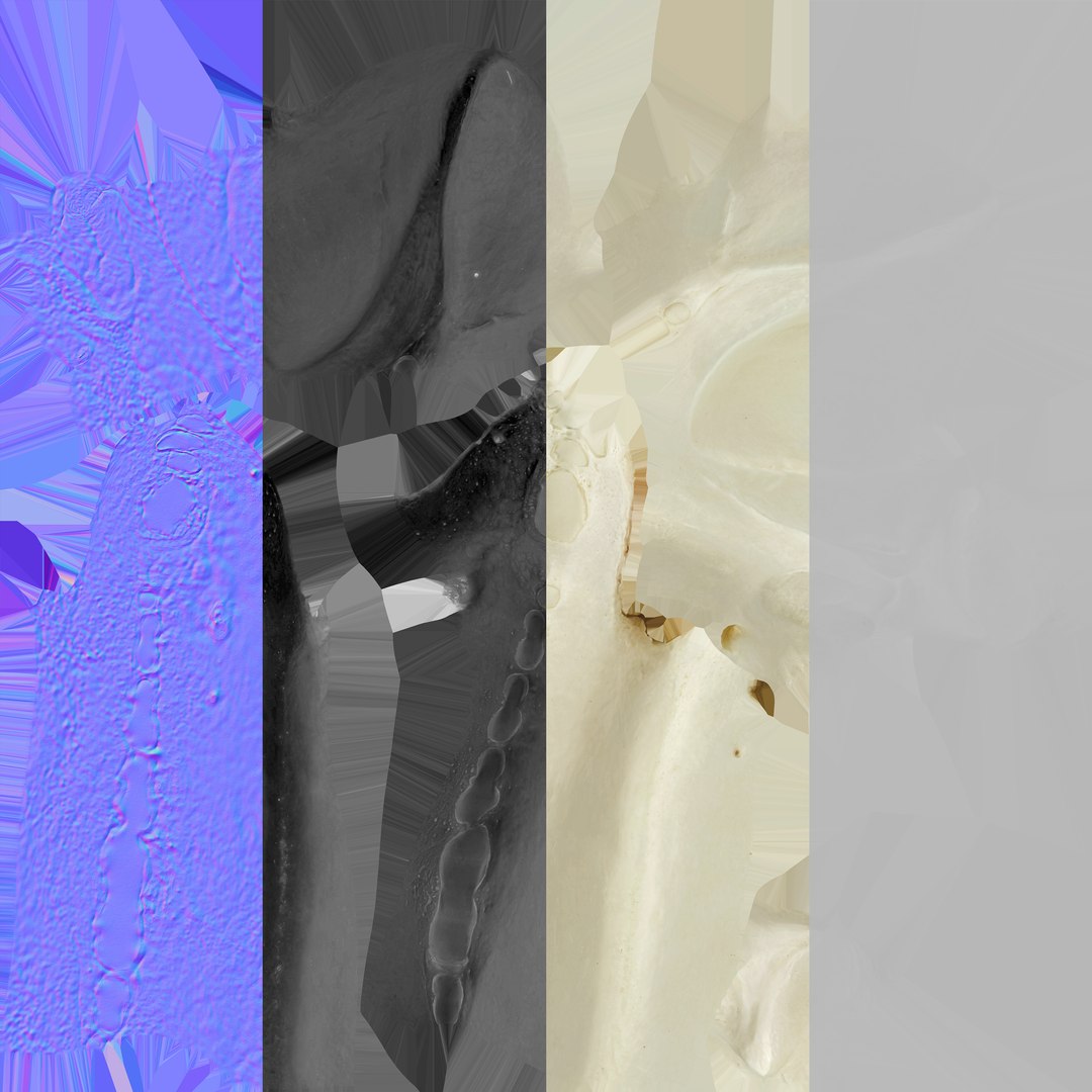 Domestic Dog Jaw 01 model - TurboSquid 2102549