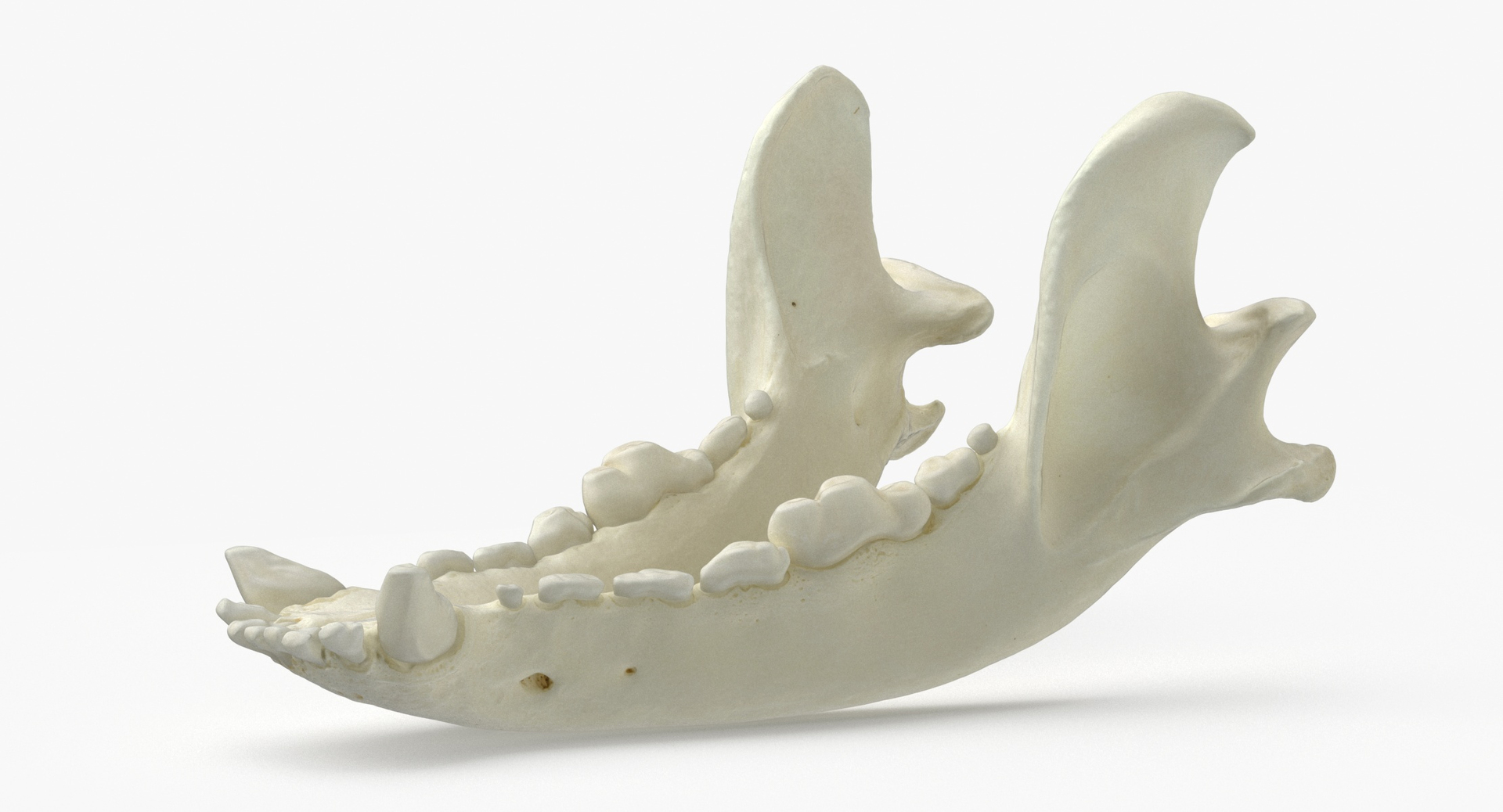 Domestic Dog Jaw 01 Model - TurboSquid 2102549