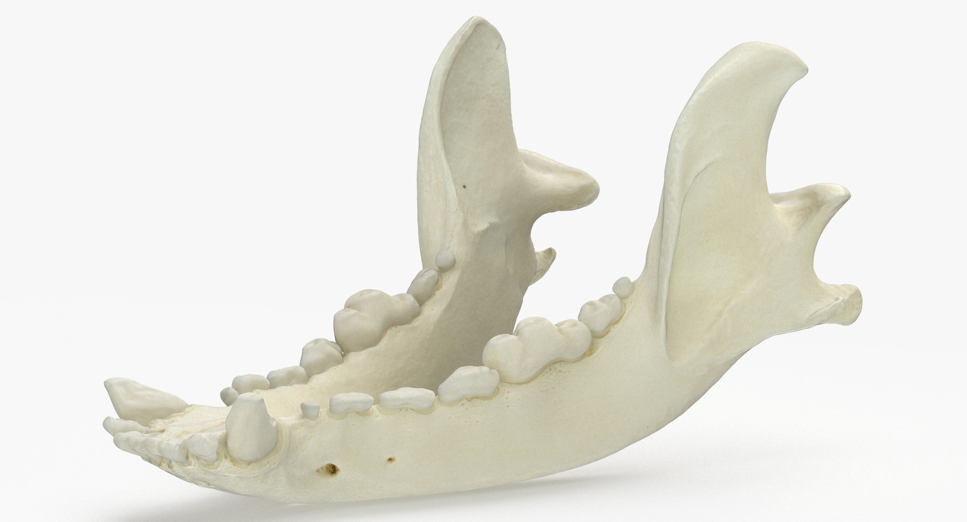 Domestic Dog Jaw 01 Model - TurboSquid 2102549