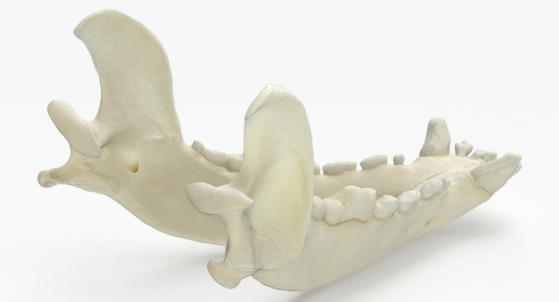 Domestic Dog Jaw 01 Model - TurboSquid 2102549