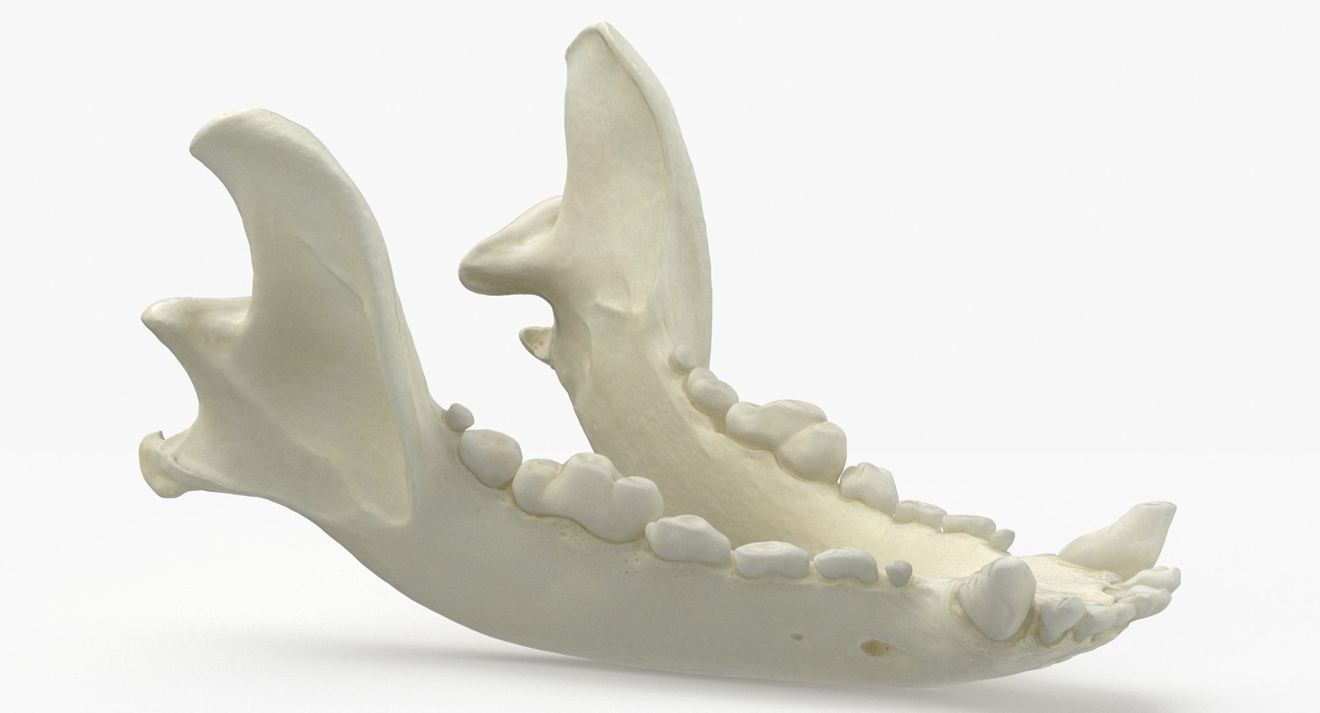 Domestic Dog Jaw 01 Model - TurboSquid 2102549