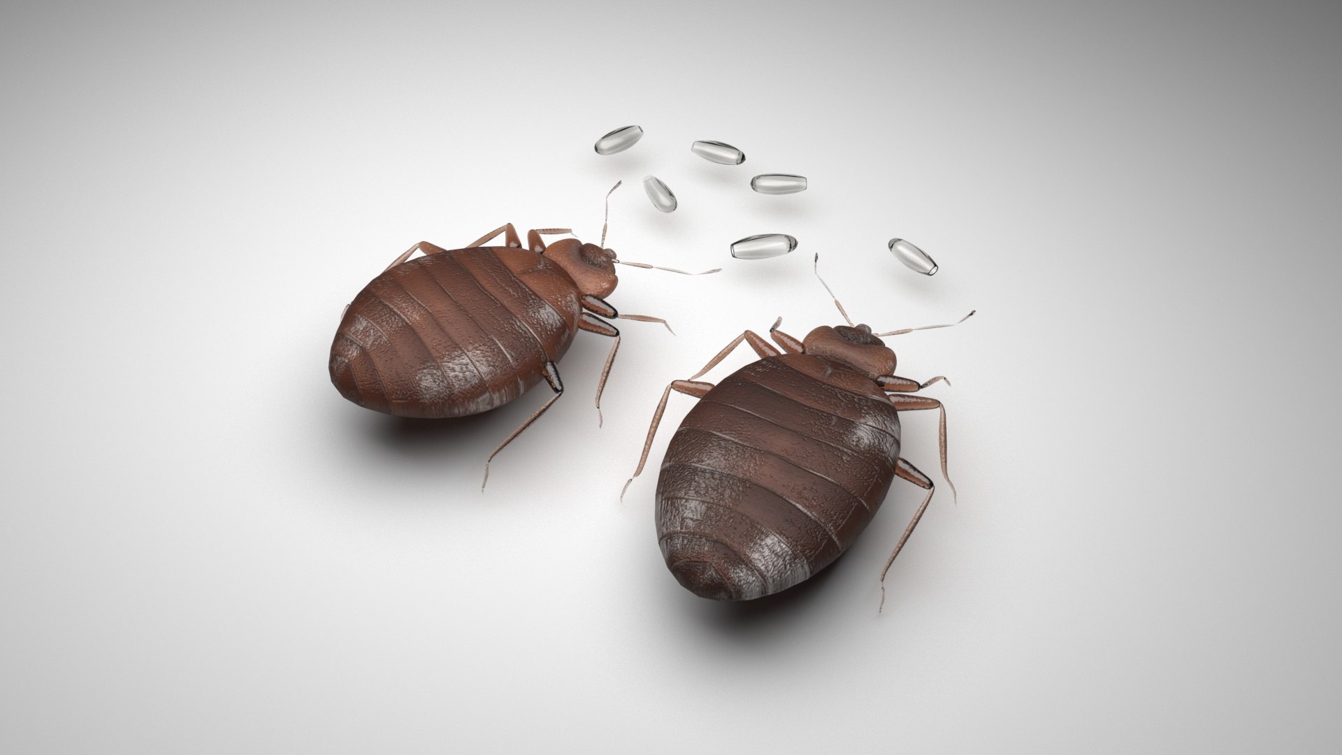 Bedbugs Set 3D model - TurboSquid 1842338