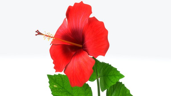 3D Stamen Models | TurboSquid