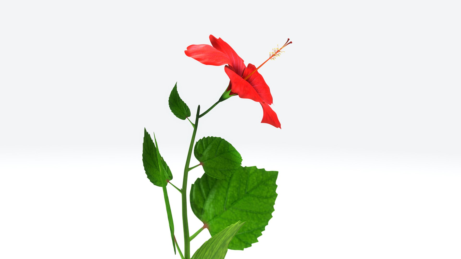 3d hibiscus flowering plants