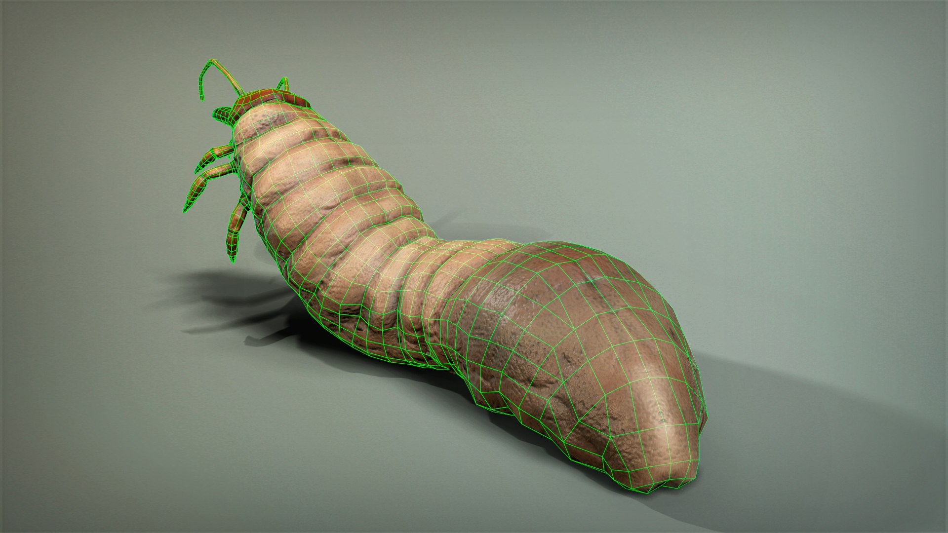 3D Model Insect Larva - TurboSquid 1699348