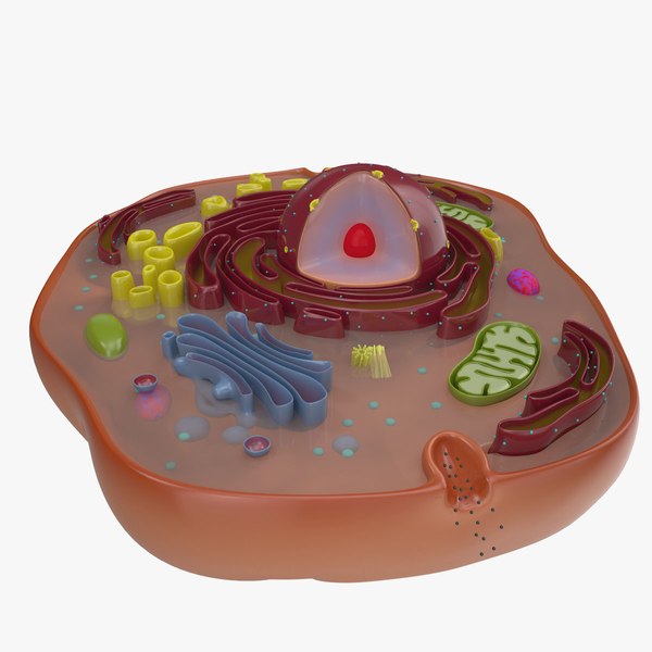 Animal Cell 3D Models for Download | TurboSquid