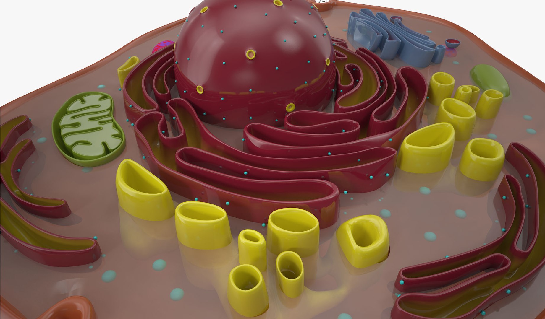 3D animal cell - TurboSquid 1361148