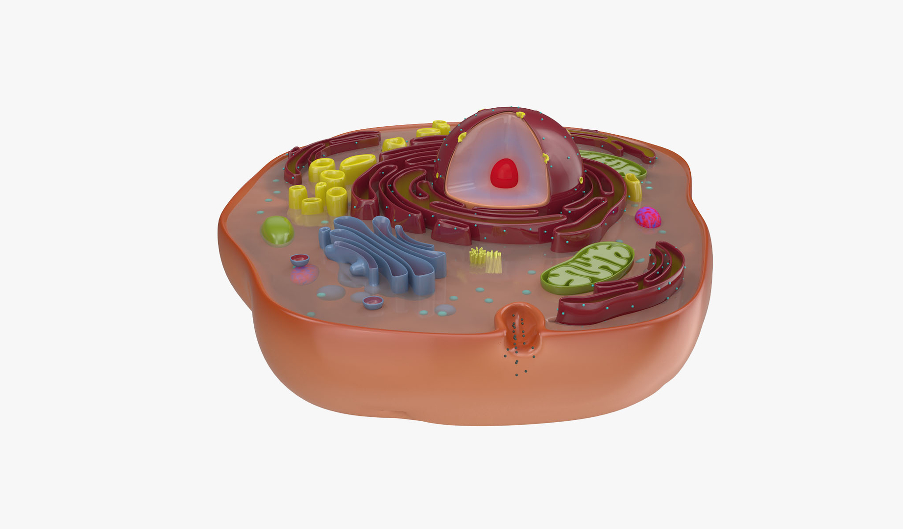 3D animal cell - TurboSquid 1361148