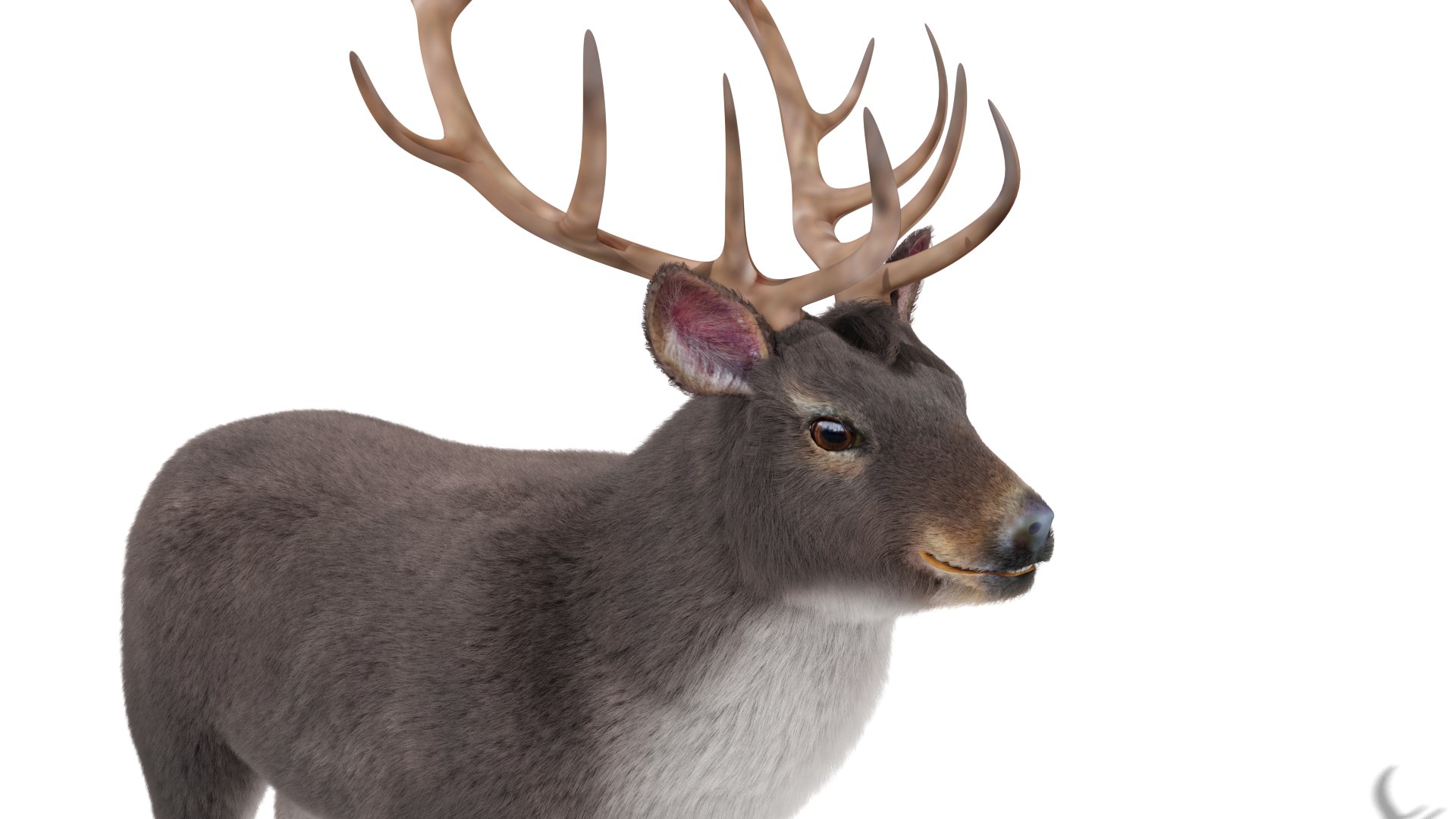 3D Model Fur Gray Stag Deer NO RIG - TurboSquid 1727887
