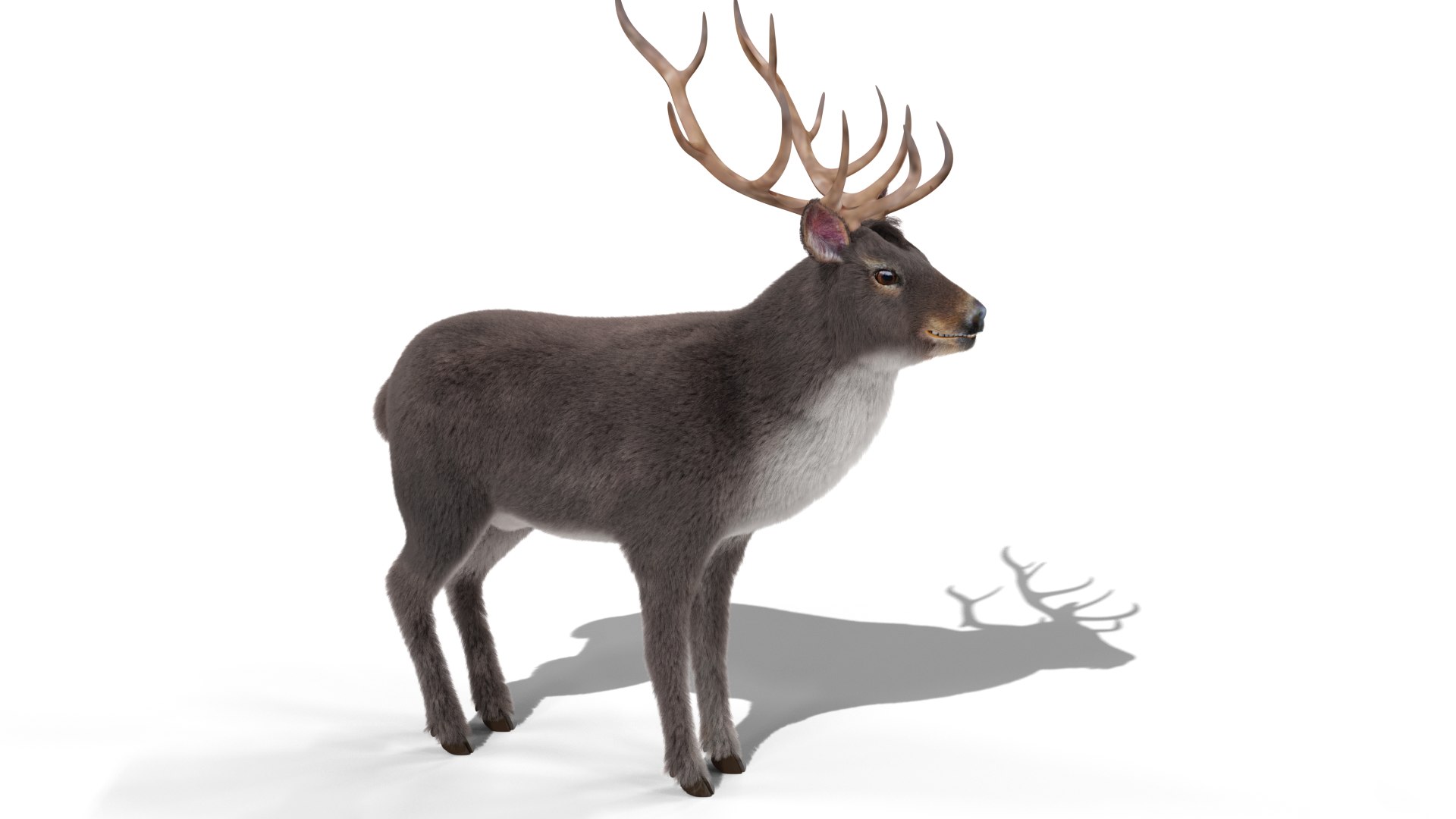 3D Model Fur Gray Stag Deer NO RIG - TurboSquid 1727887