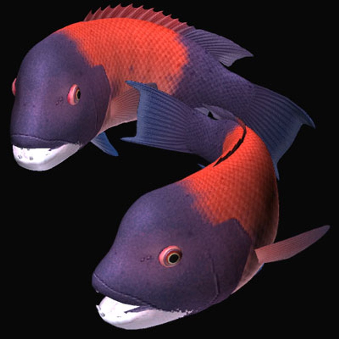 3d Sheephead Fish Model