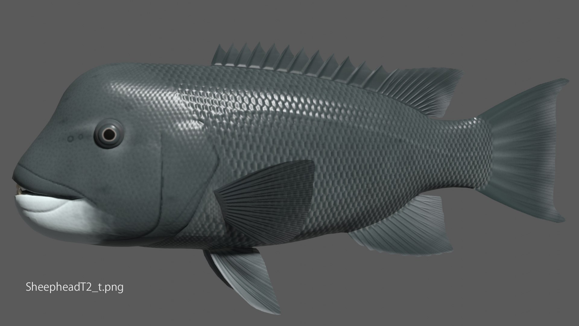 3d Sheephead Fish Model