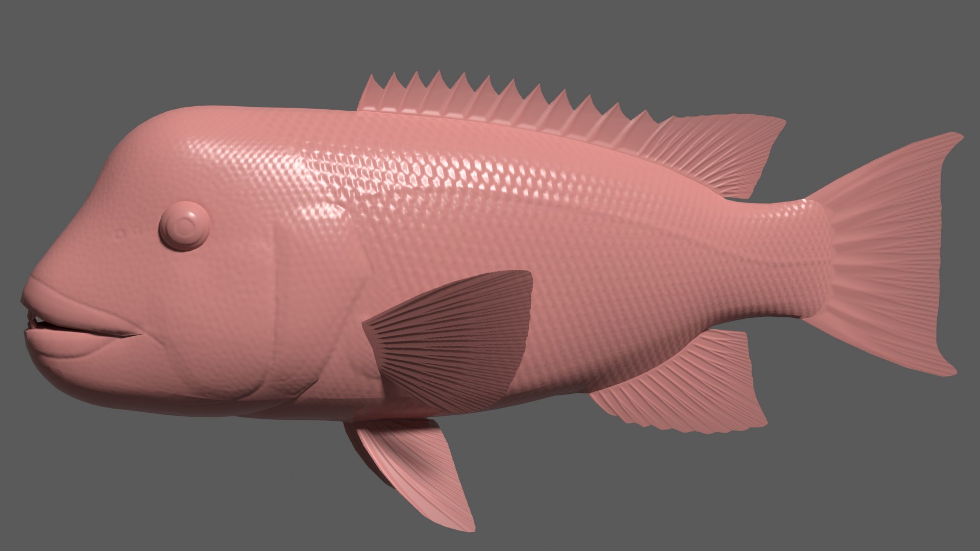 3d Sheephead Fish Model