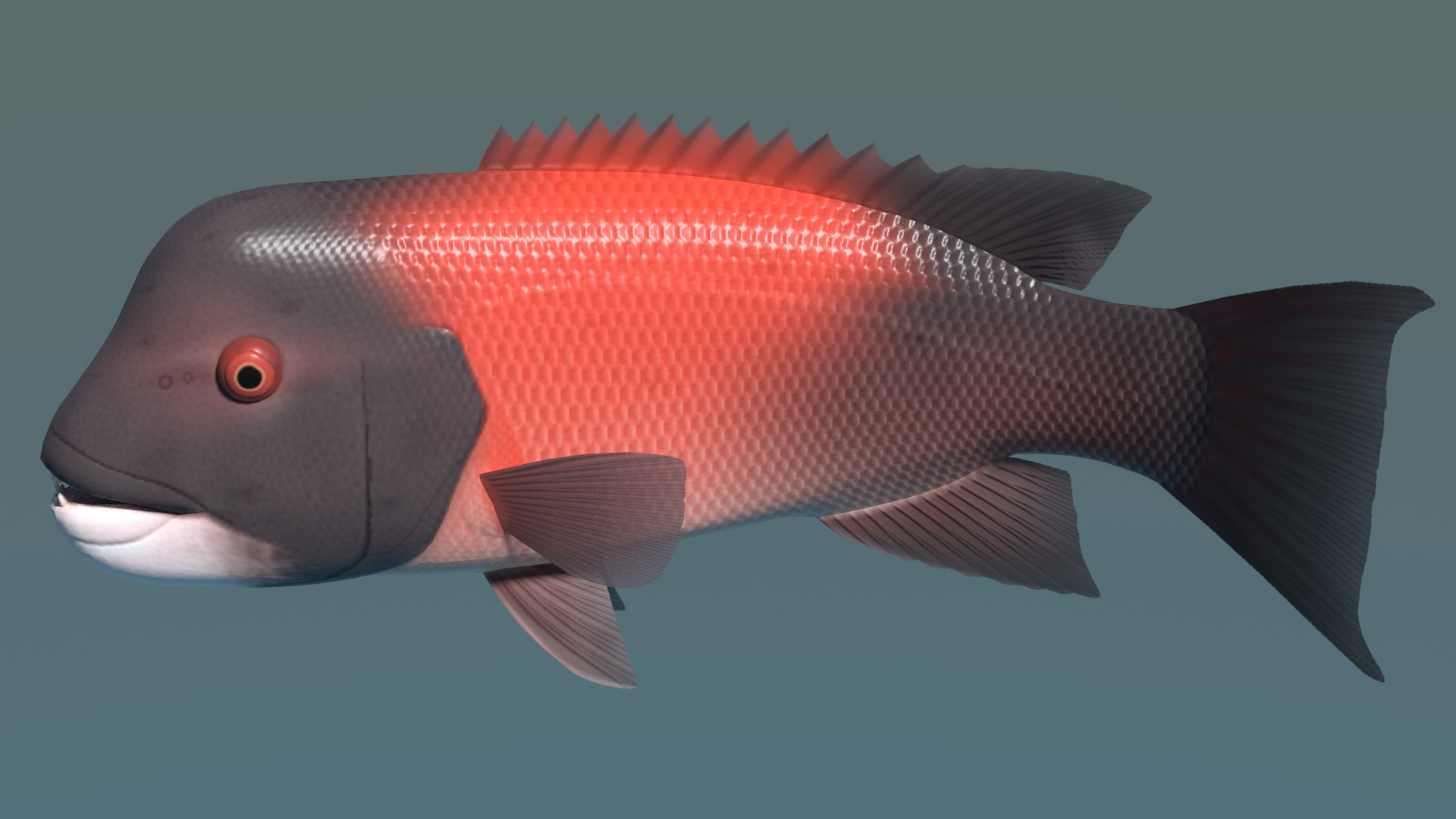 3d Sheephead Fish Model