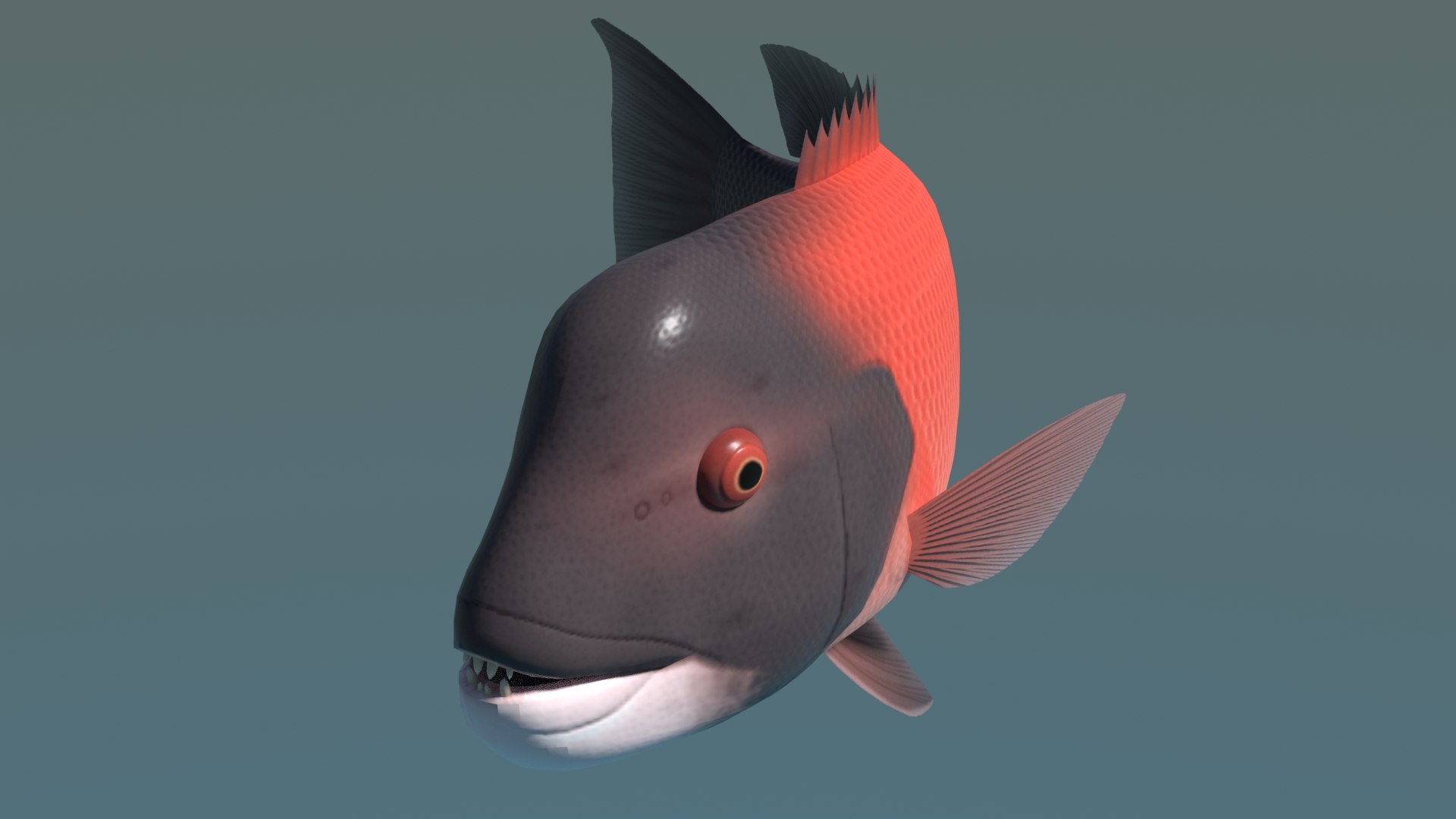 3d Sheephead Fish Model