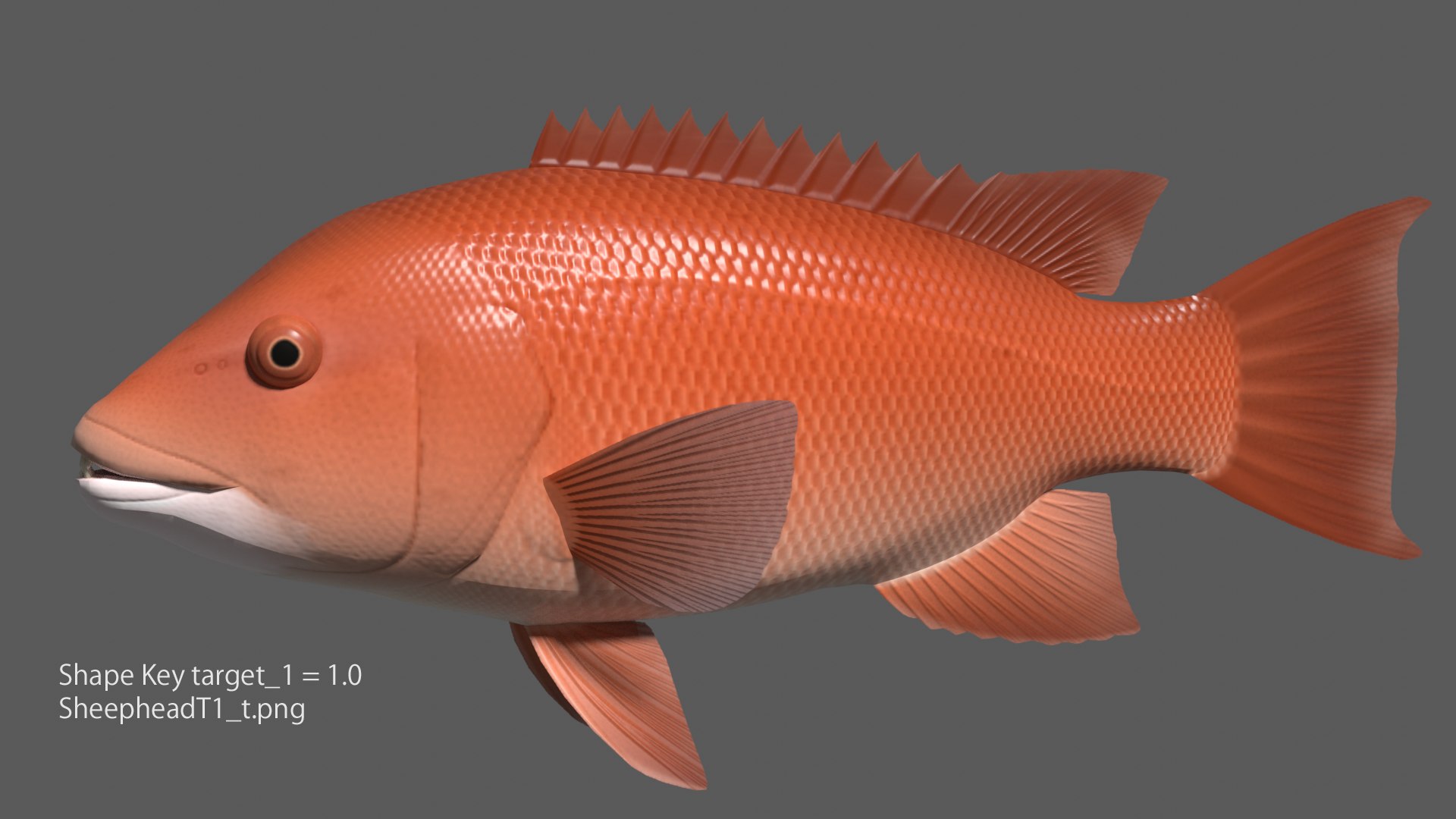 3d Sheephead Fish Model