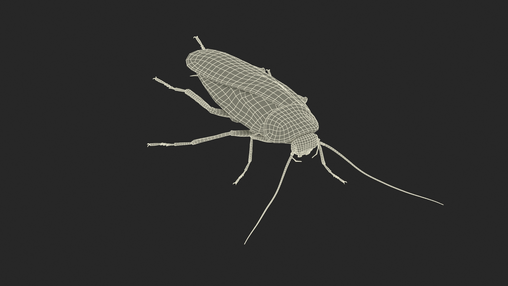3D Cockroach Model - TurboSquid 2389431