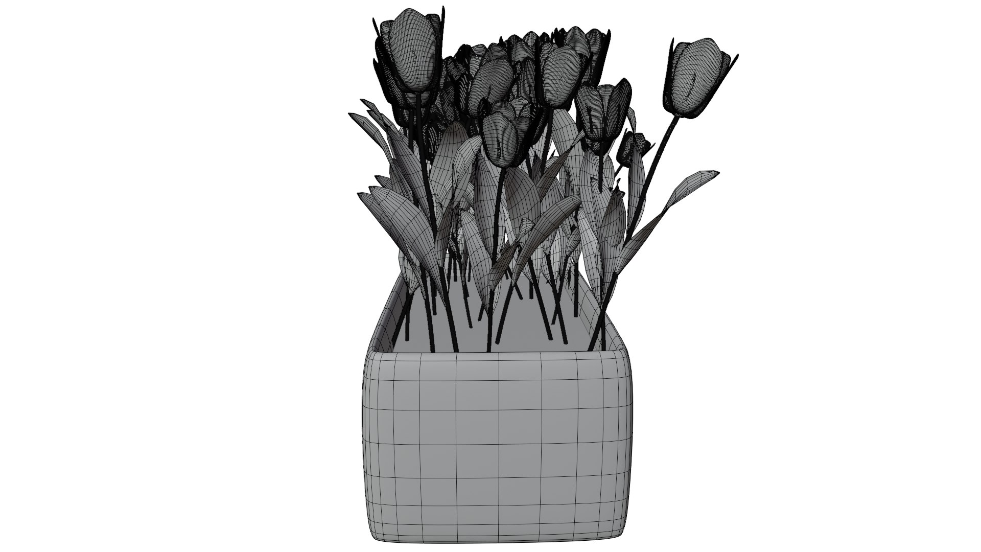 Tulip 3D Model - TurboSquid 2235740
