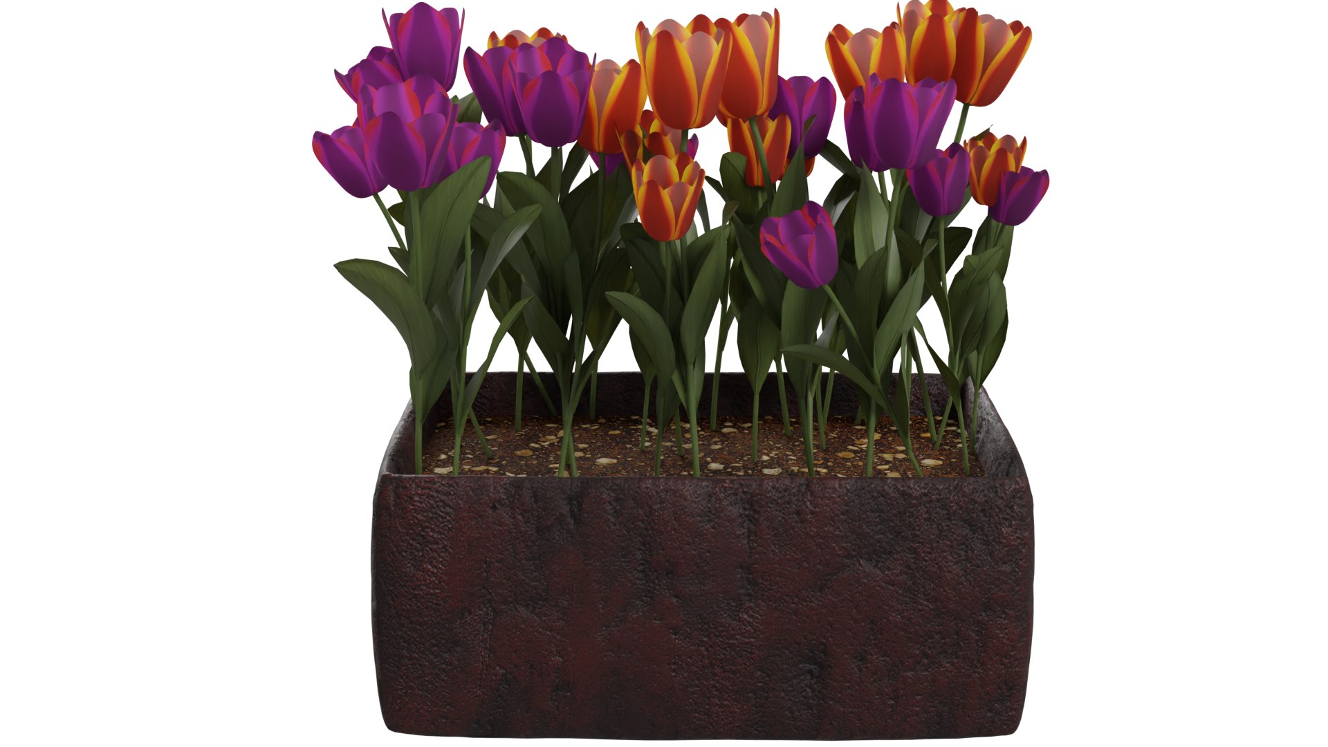 Tulip 3D Model - TurboSquid 2235740