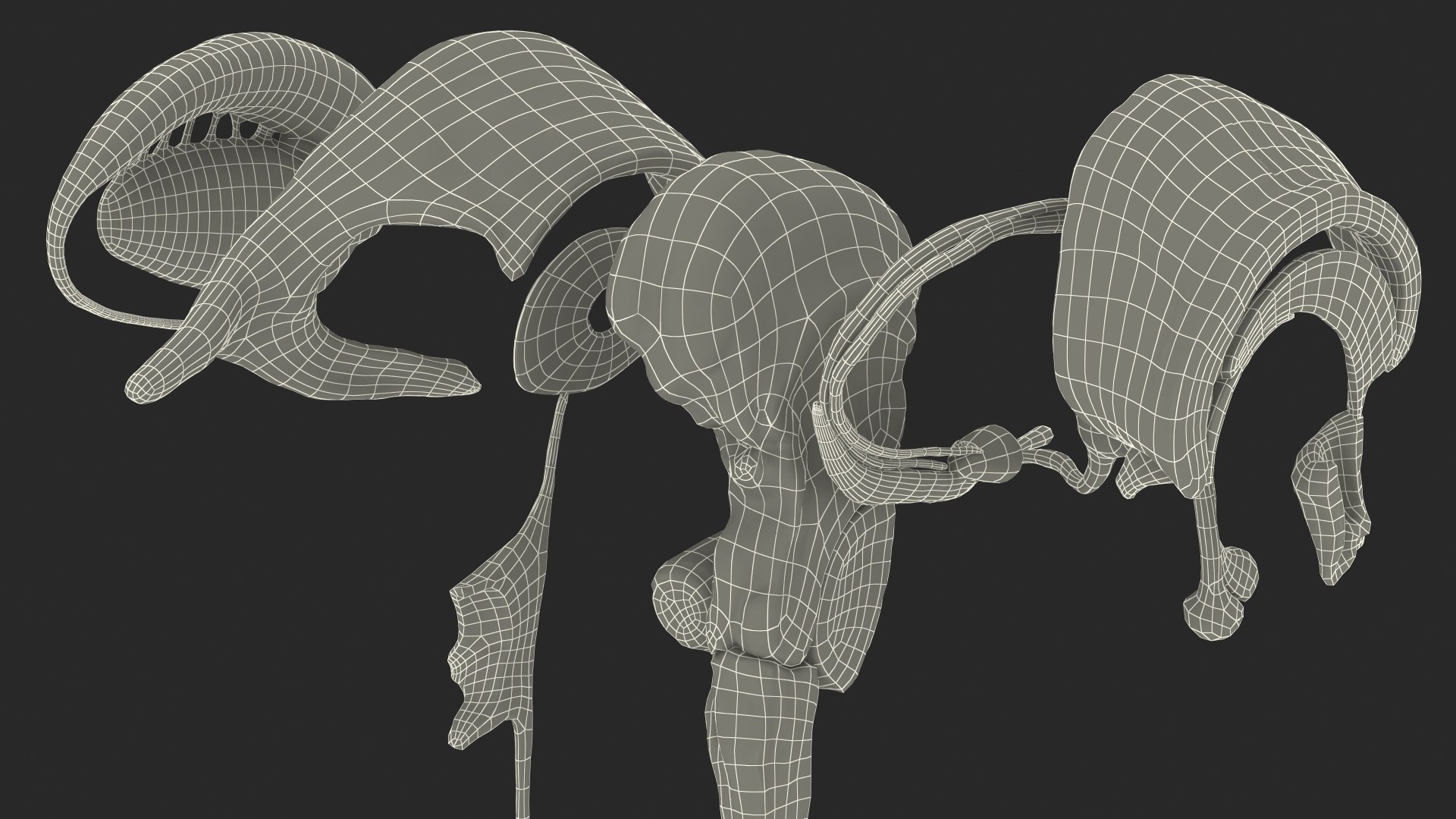 Human Brain Midbrain Left 3D Model - TurboSquid 1466612