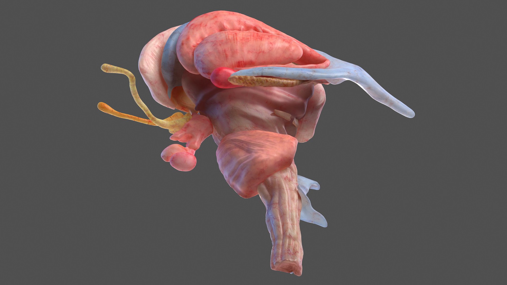 Human Brain Midbrain Left 3D Model - TurboSquid 1466612