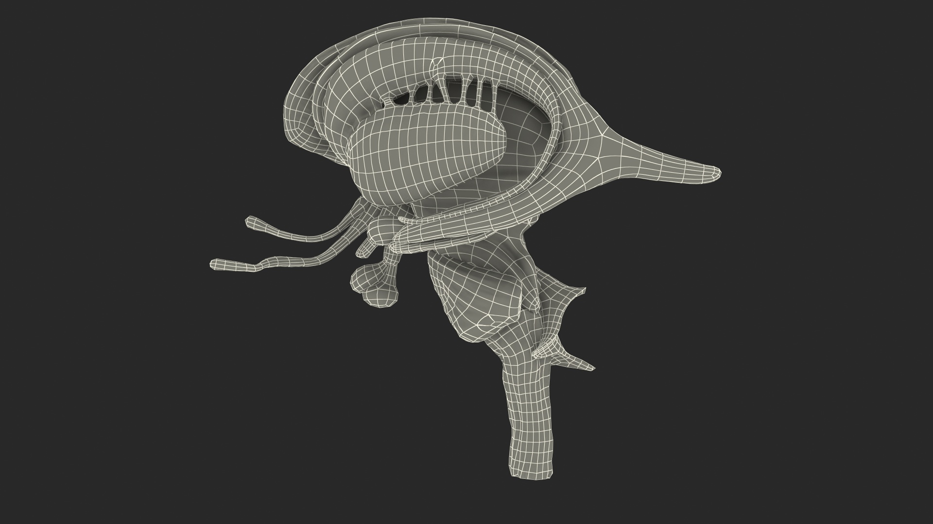 Human Brain Midbrain Left 3D Model - TurboSquid 1466612