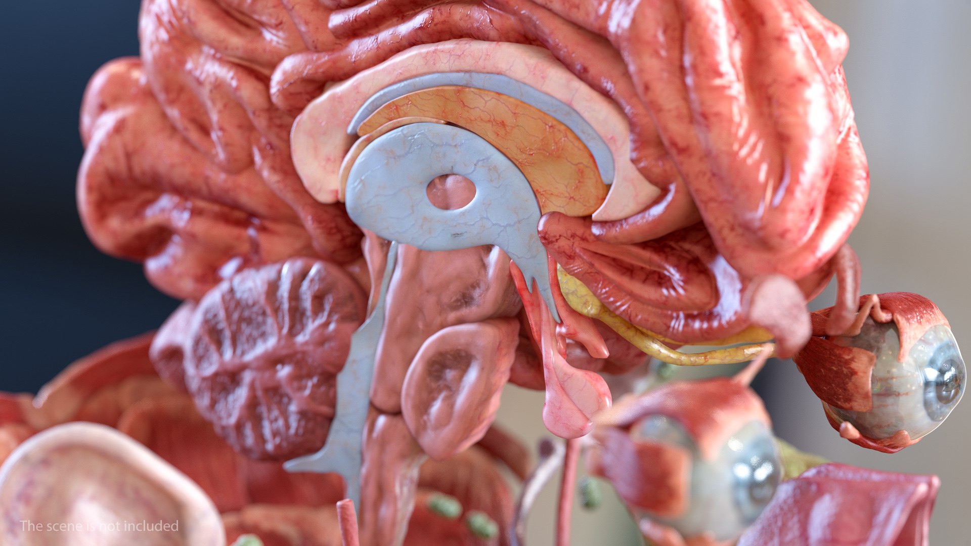 Human Brain Midbrain Left 3D Model - TurboSquid 1466612