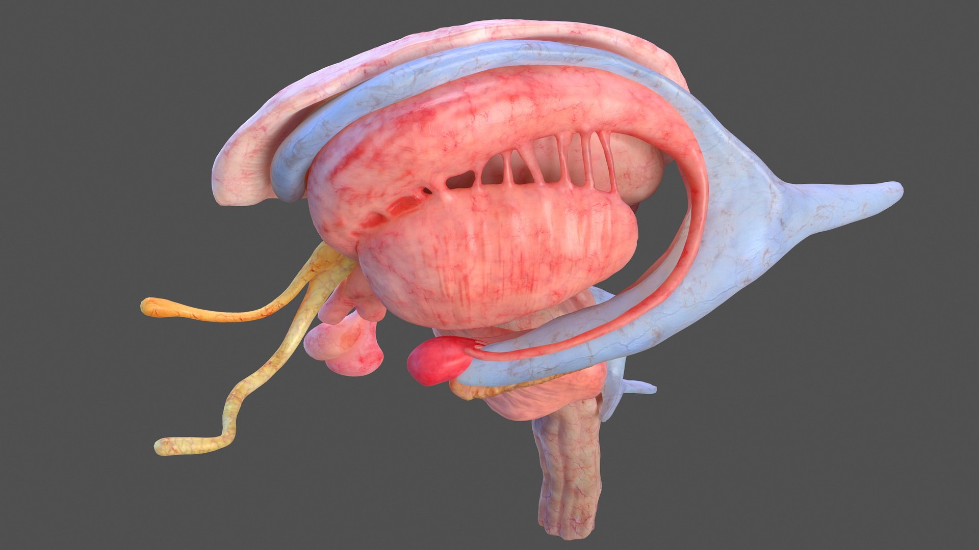 Human Brain Midbrain Left 3D Model - TurboSquid 1466612