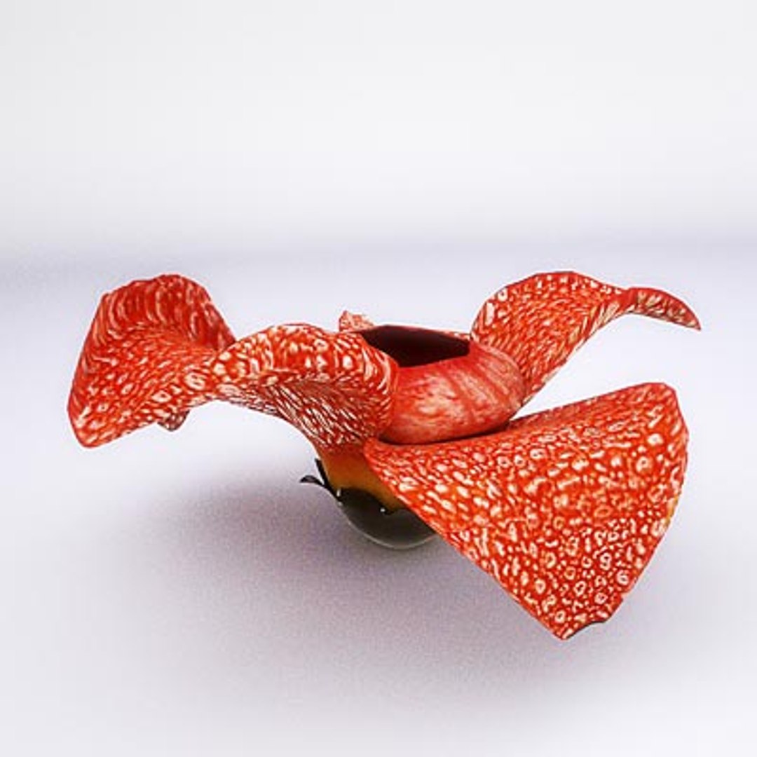 3d Rafflesia Flowering Model