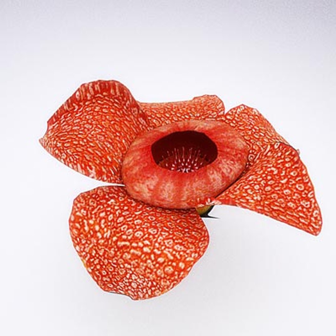 3d Rafflesia Flowering Model