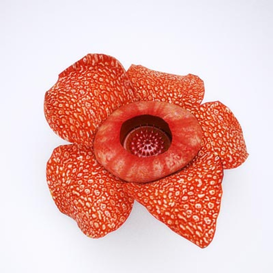 3d Rafflesia Flowering Model