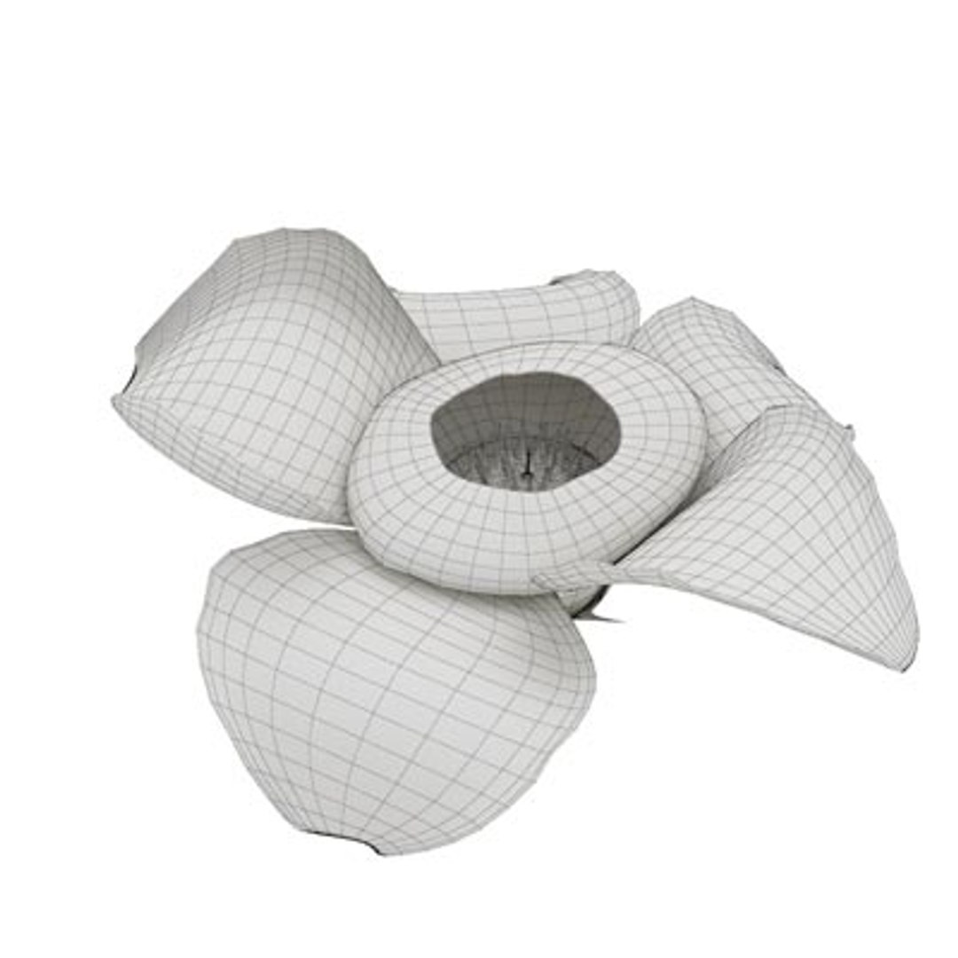 3d Rafflesia Flowering Model