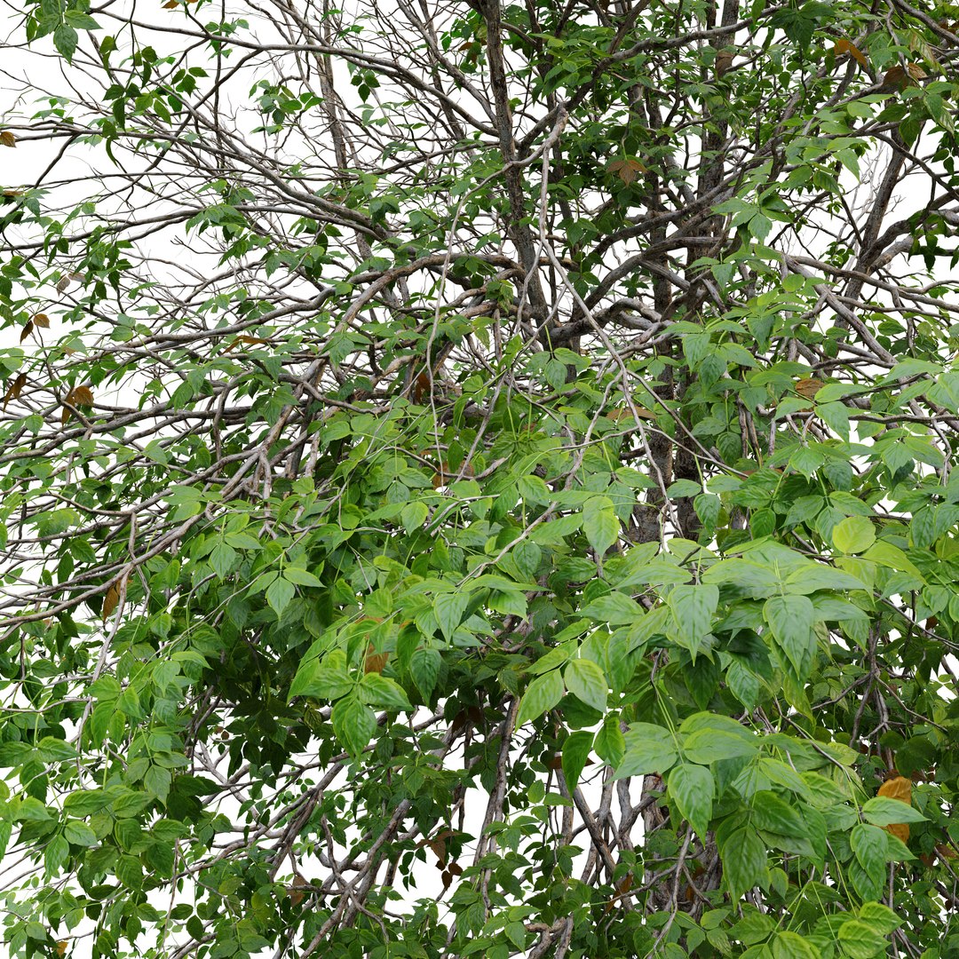 Boxelder Tree 3D Model - TurboSquid 1990937