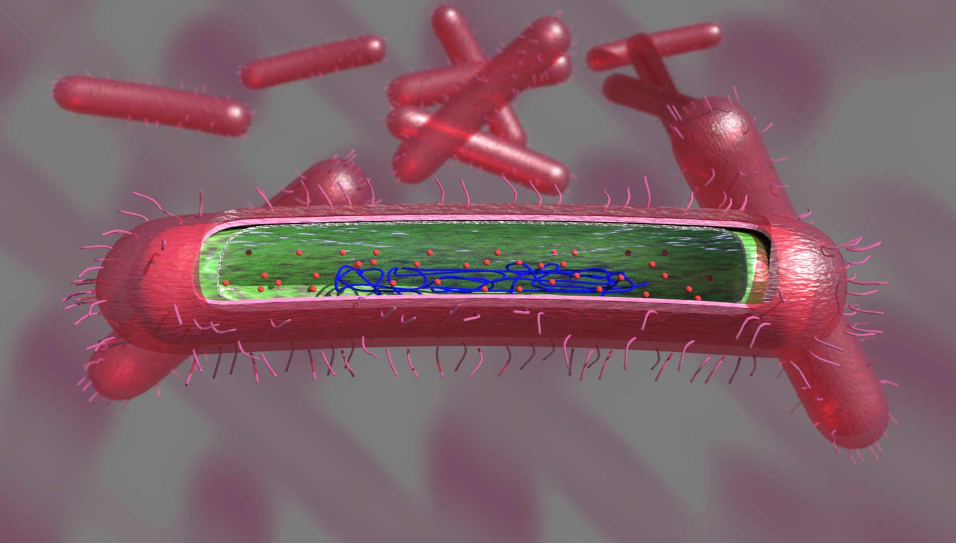 Tuberculosis labelled cut section 3D - TurboSquid 1584110