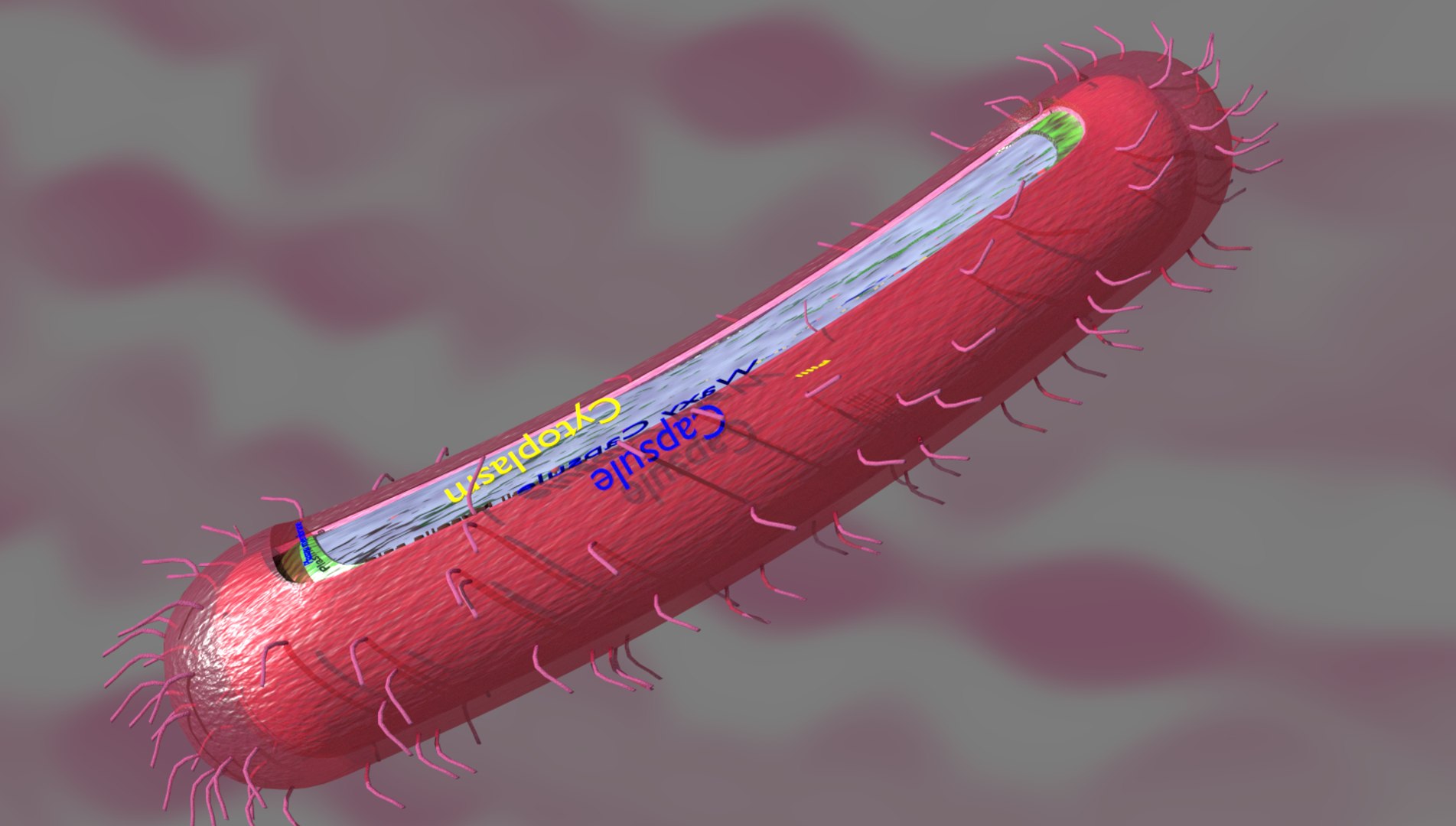 Tuberculosis Labelled Cut Section 3D - TurboSquid 1584110