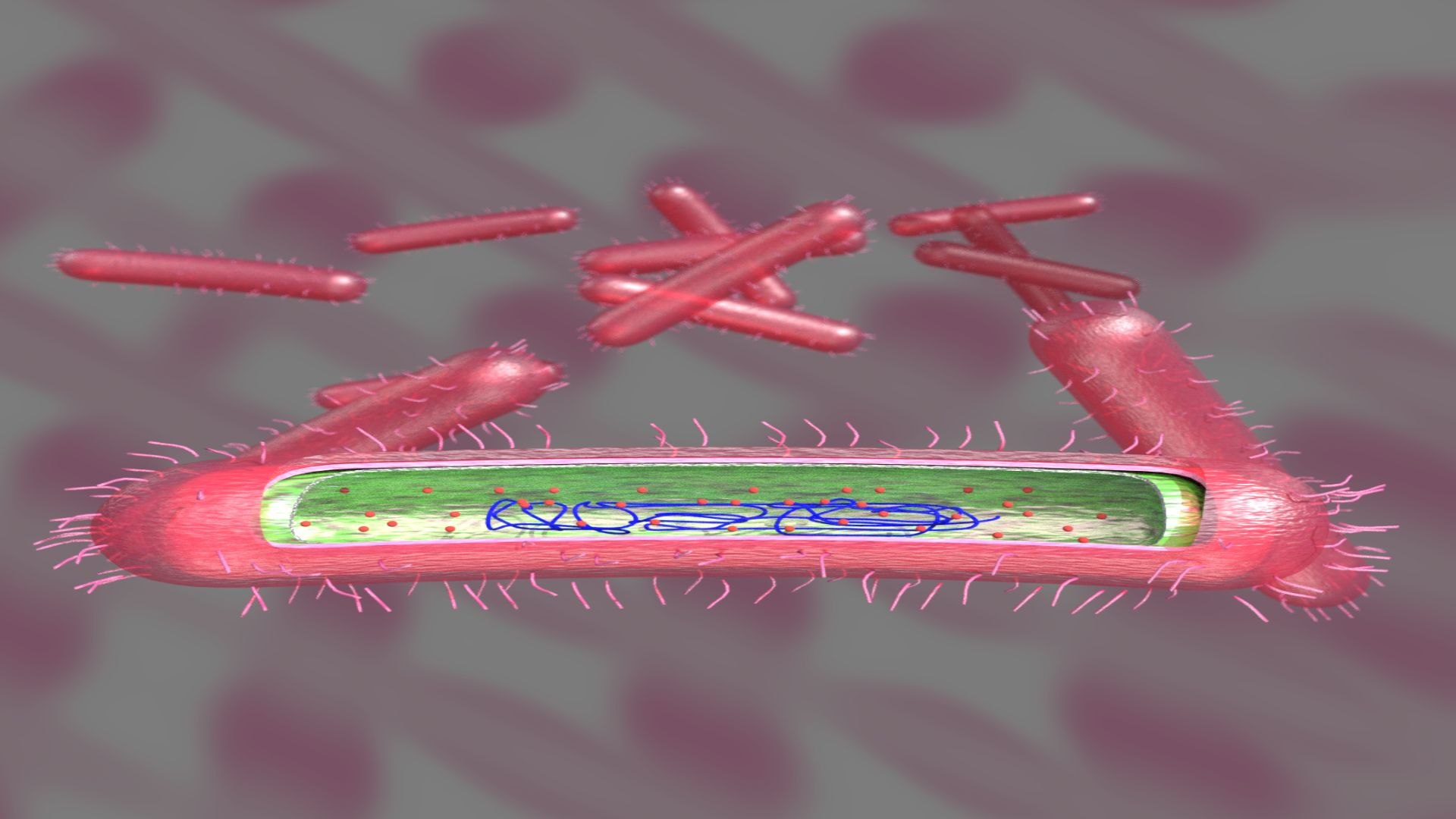 Tuberculosis Labelled Cut Section 3D - TurboSquid 1584110