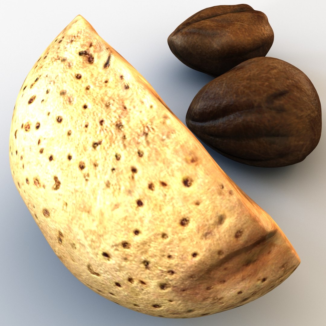 Mongongo Nut 2 3d Max