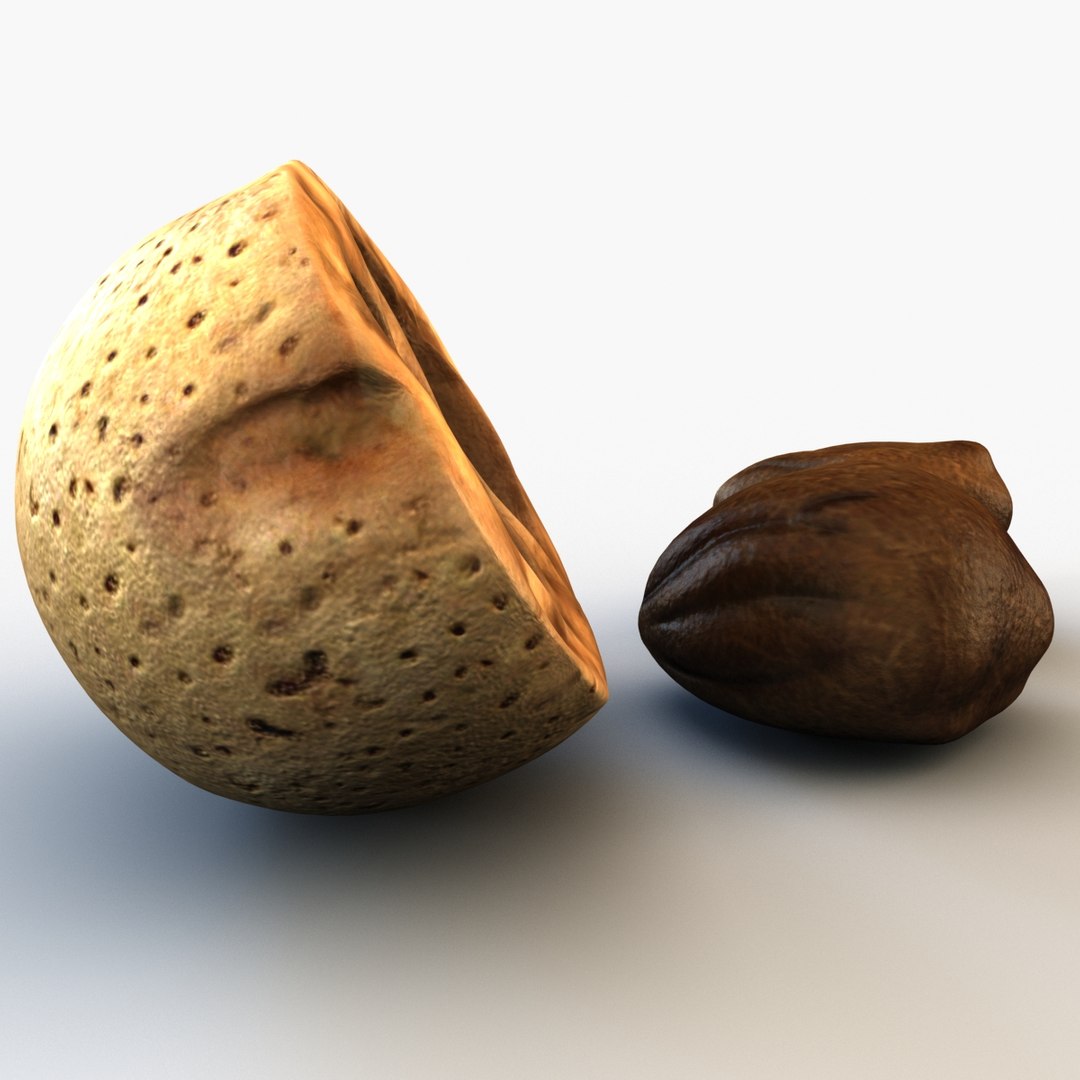 Mongongo Nut 2 3d Max