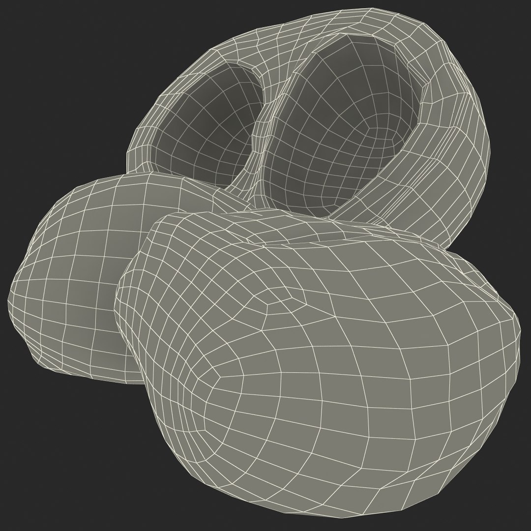 Mongongo Nut 2 3d Max