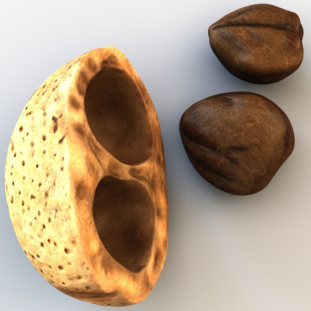 Mongongo Nut 2 3d Max