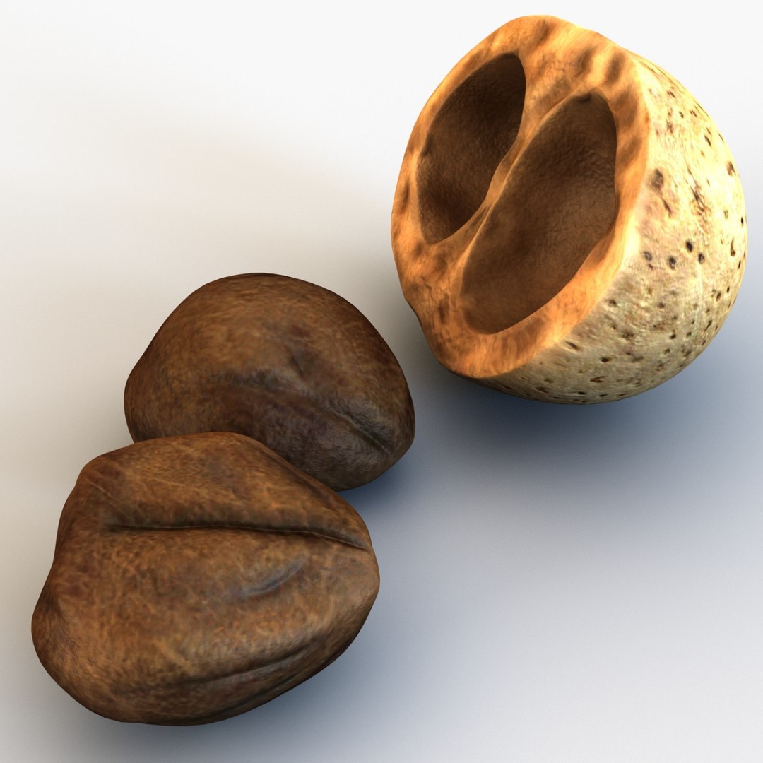 Mongongo Nut 2 3d Max