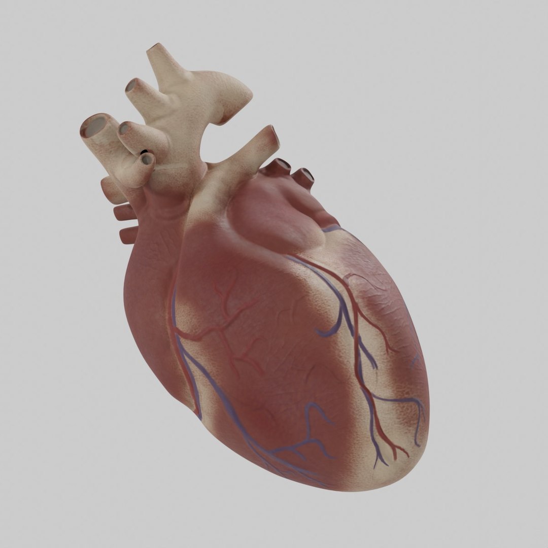 3D Heart - TurboSquid 2108731