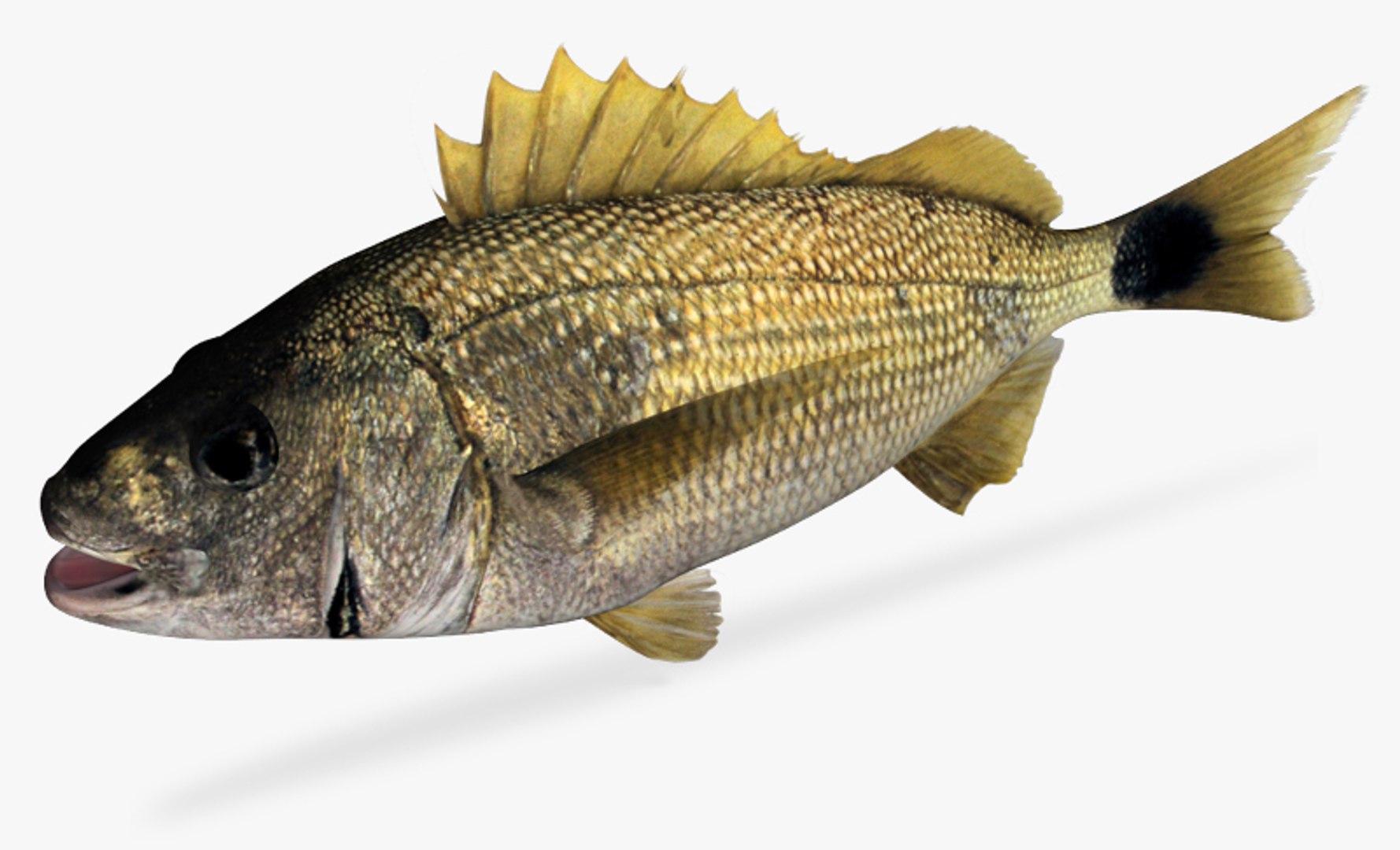 3d Latin Grunt Model