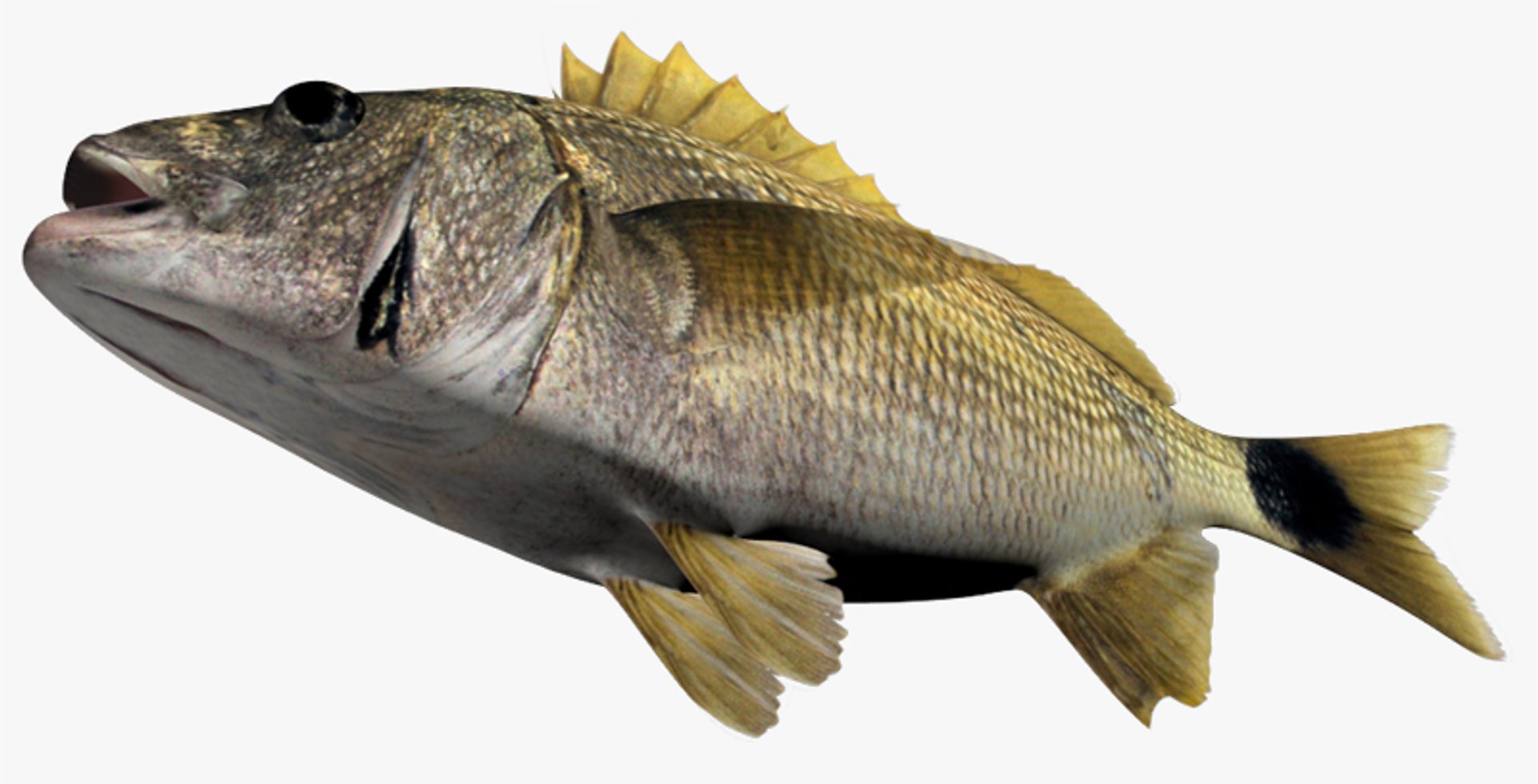 3d Latin Grunt Model